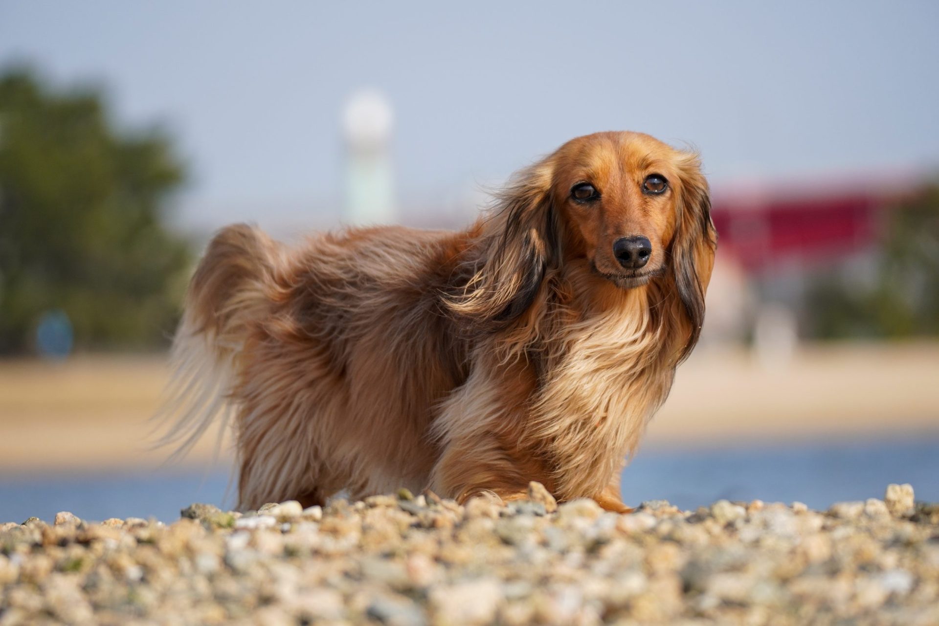 Types of Dachshunds: From Smooth to Wire-Haired! - Dachshund Community ...